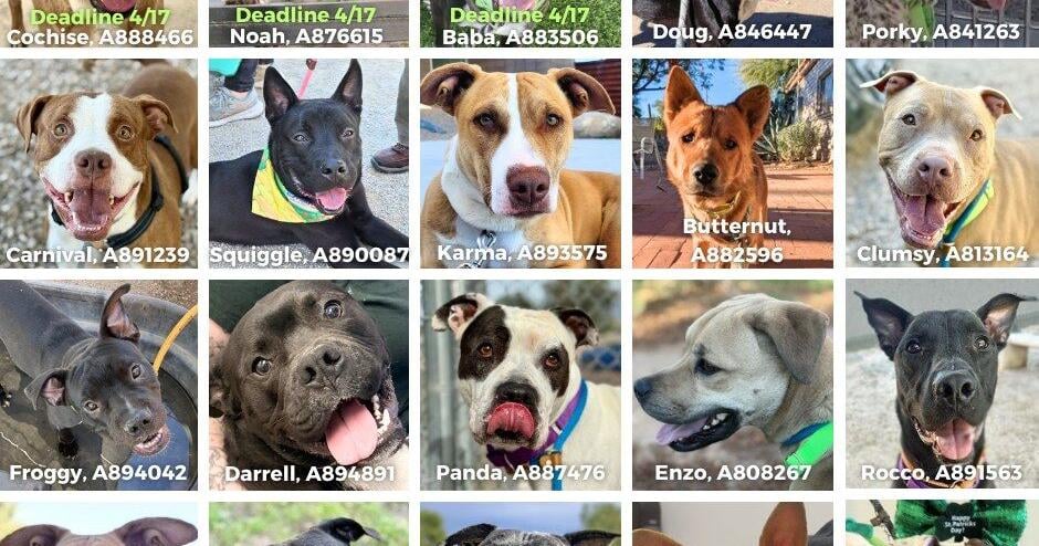 PACC sets deadline for dogs as Tucson shelter hits capacity | Community ...