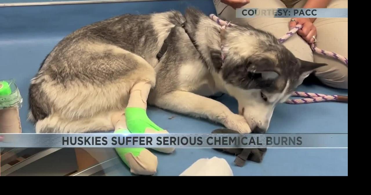 Huskies suffer severe chemical burns and trauma | News | kvoa.com