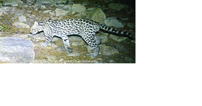 ocelot snow leopard