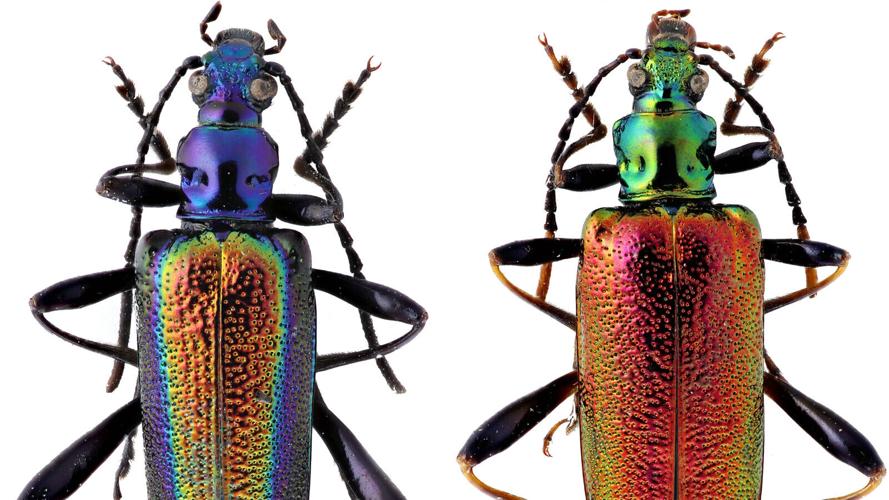 colourful beetles