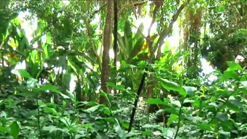 Biosphere 2 Rainforest