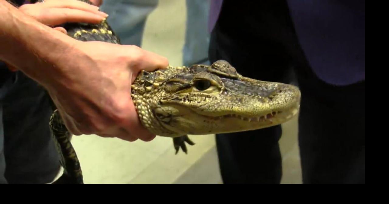 UNI's alligator Wally settles into upgraded habitat in McCollum Science ...