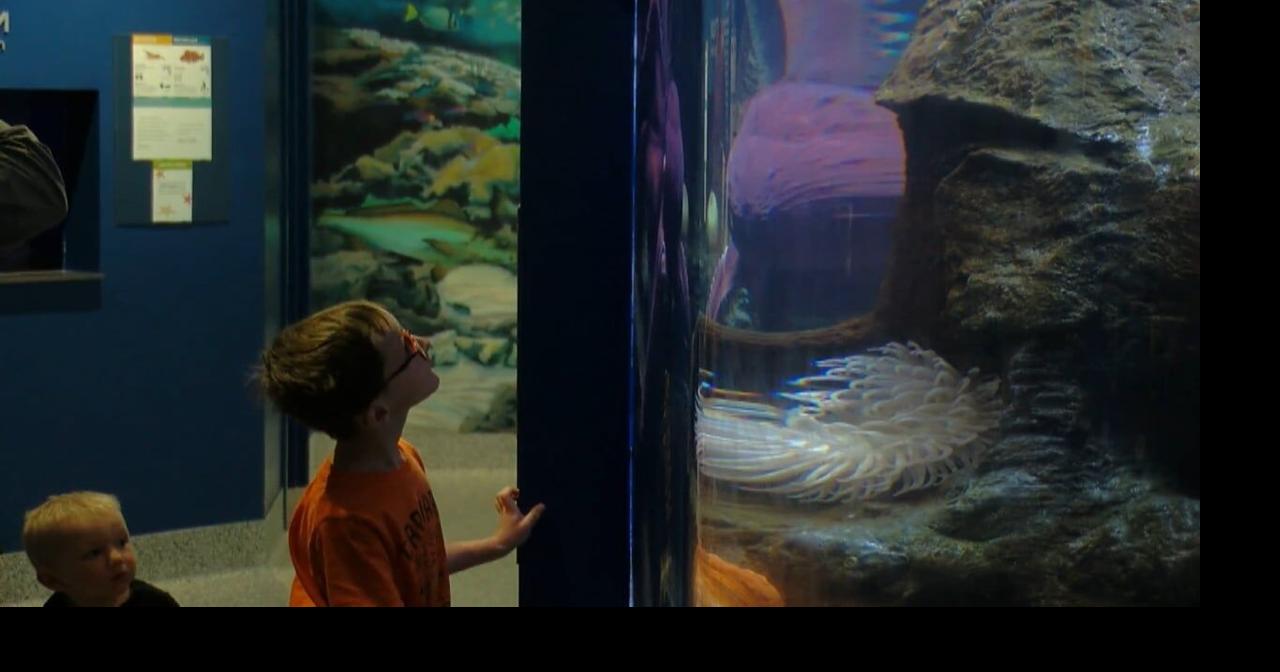 National Mississippi River Museum & Aquarium launches new octopus ...