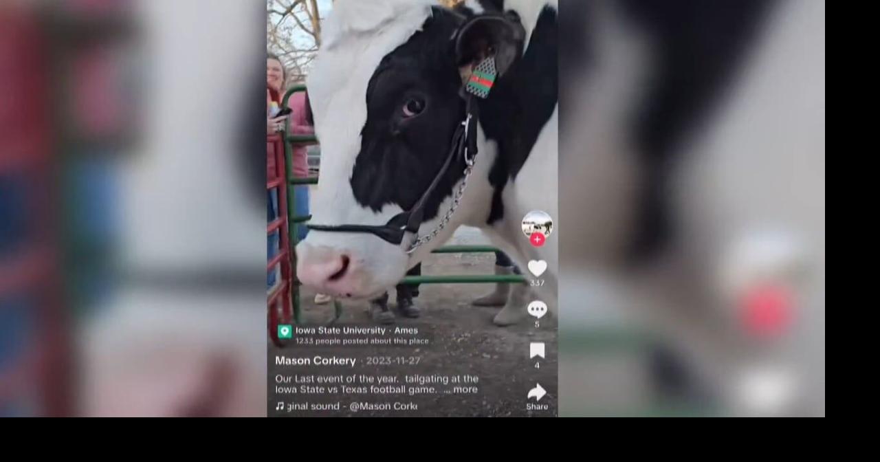 Owner of local viral sensation, Gucci the Cow hopes he doesn't have to ...