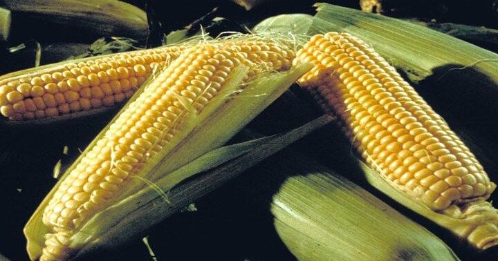 Gov. Reynolds signs harvest proclamation allowing overweight vehicles ...