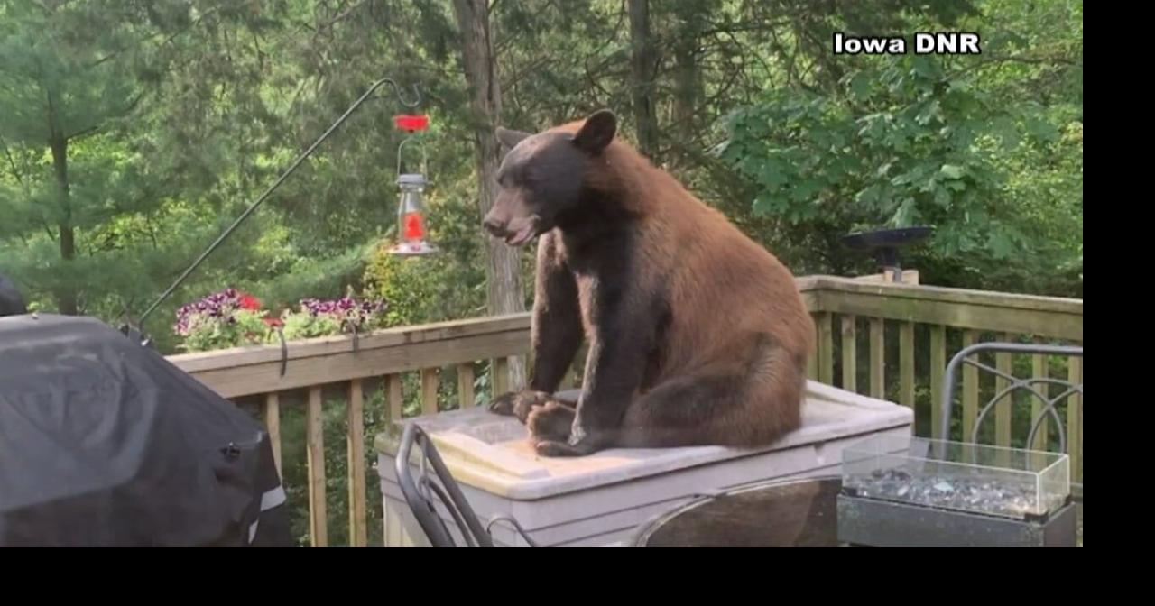 More Black Bear sightings confirmed in Eastern Iowa | Video | kwwl.com