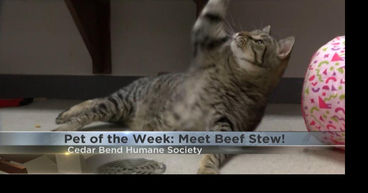 Pet of the Week: Meet Beef Stew! | Waterloo | kwwl.com