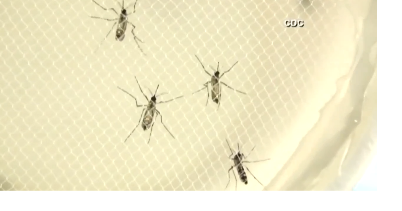 Black Hawk County sees rise in infected mosquitoes, asking for resident caution | Top Stories ...