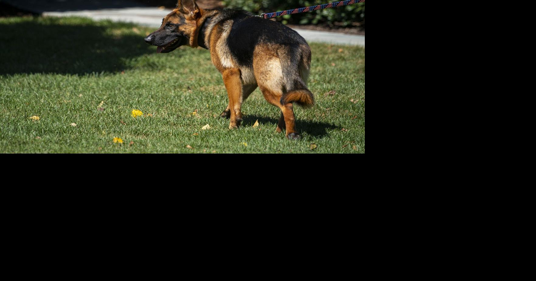 Noem suggests Biden’s dog Commander should suffer a similar fate to ...