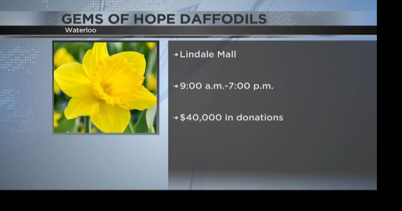 Daffodil orders from Gems of Hope being handed out Tuesday night at ...