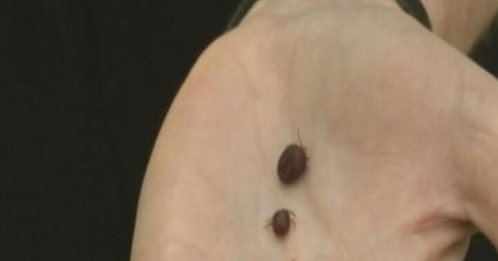 CDC reports an uptick of ticks in Iowa | Dubuque | kwwl.com