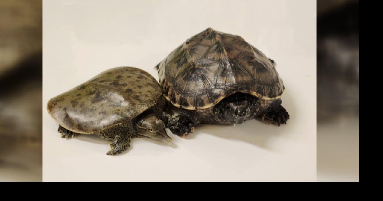 ISU Turtle DNA study could lead to biomedical developments | News ...