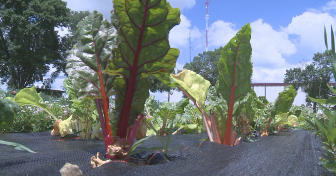 Feed Iowa First working to grow 30,000 lbs of produce to erase food ...