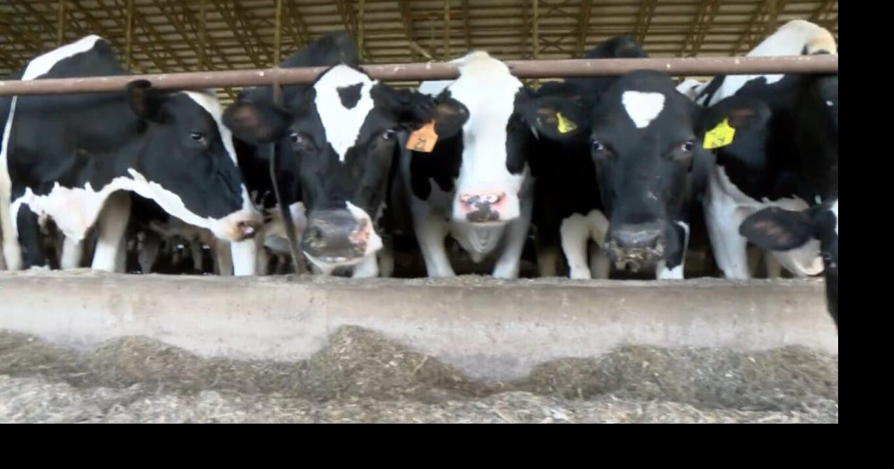 How farmers are keeping cattle cool during hot summer temperatures ...