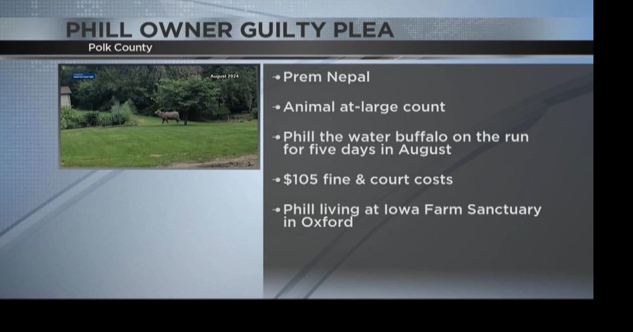 Phill the Water Buffalo owner pleads guilty to charges | Crime & Courts ...