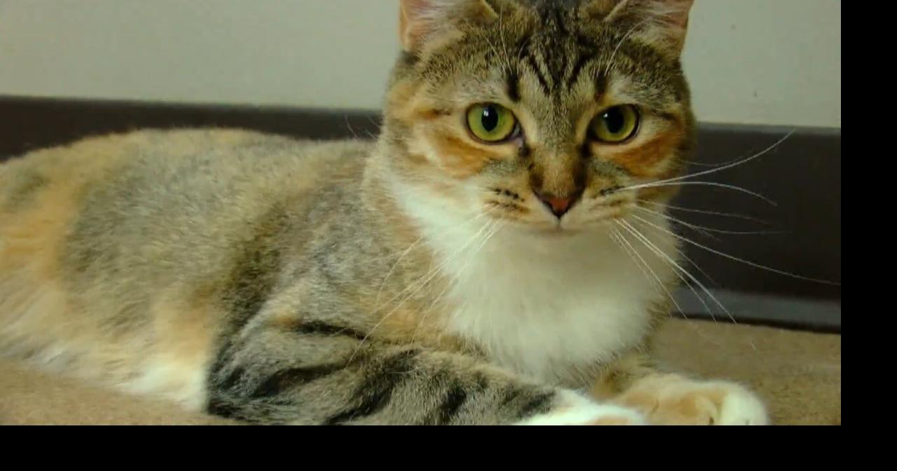Meet Christina: Cedar Bend's longest resident cat needs a furr-ever ...