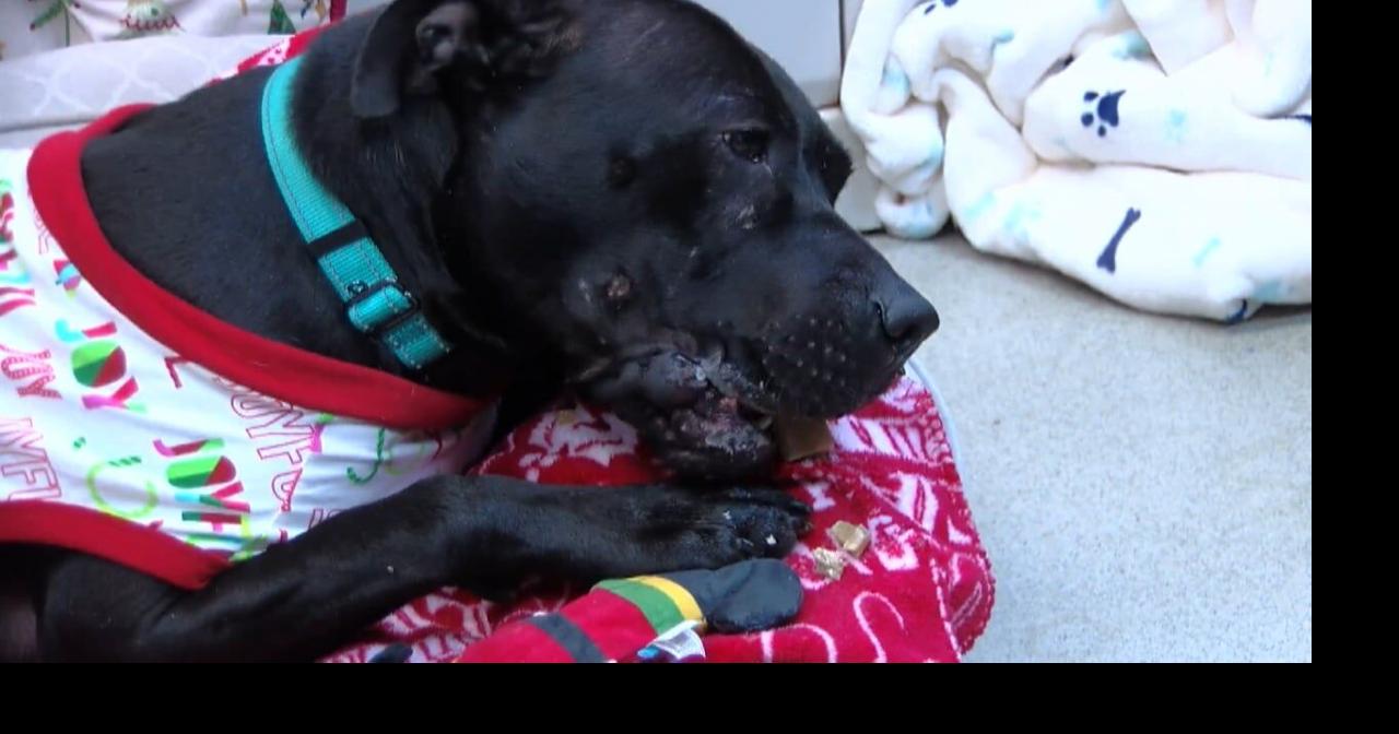 Pet of the Week: Meet Noodle! | Waterloo | kwwl.com