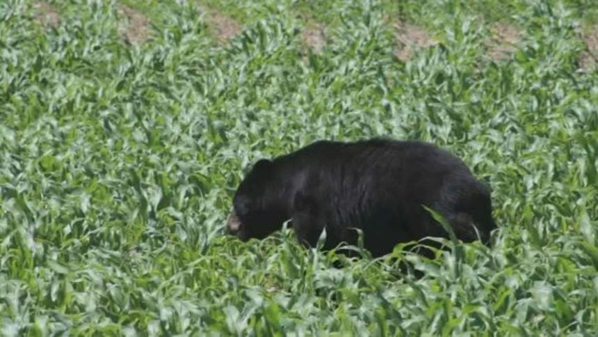 Black bear population likely to expand into parts of Iowa soon ...