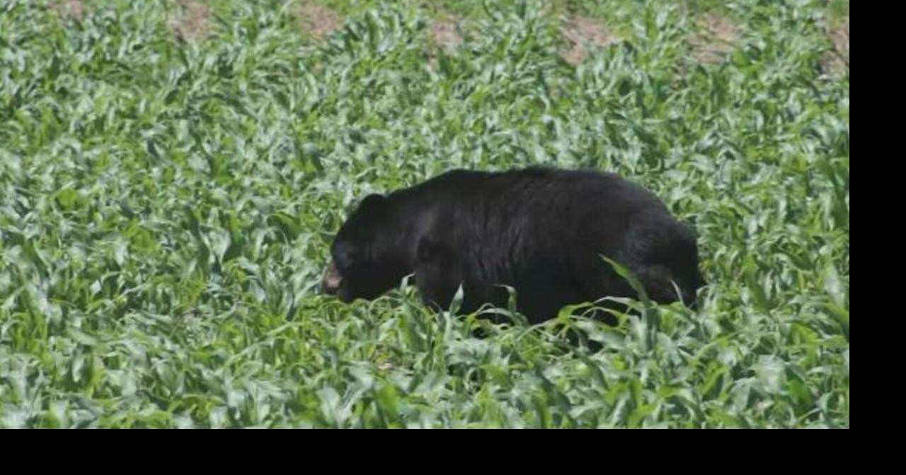 Black bear that traveled through Iowa now spotted in Illinois | News ...