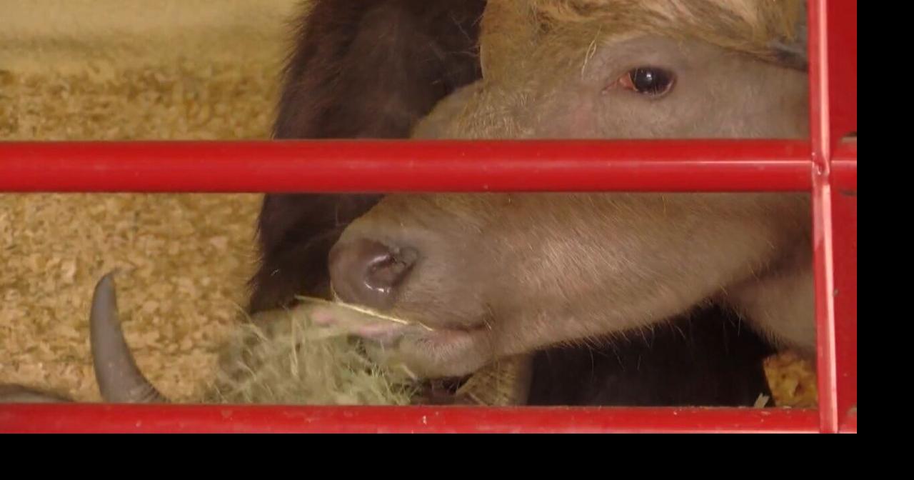 Cause of death revealed for Phill the Water Buffalo | Iowa Strong ...