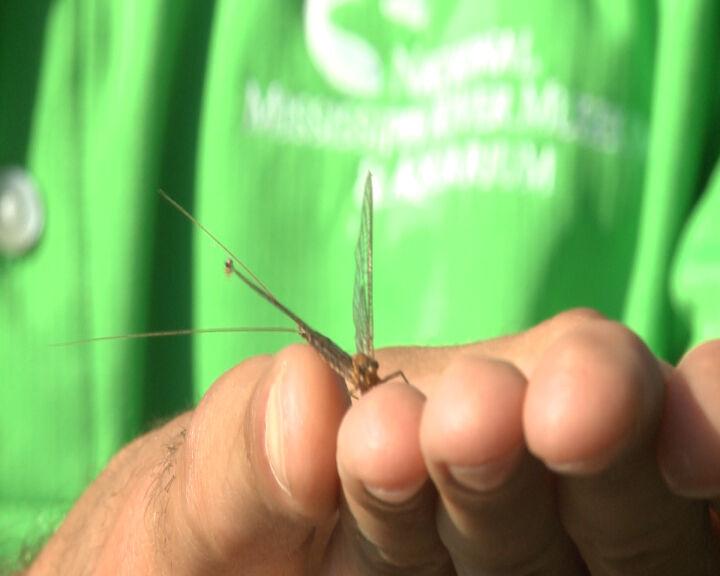 Mayflies emerge from Mississippi River in Dubuque | Dubuque | kwwl.com