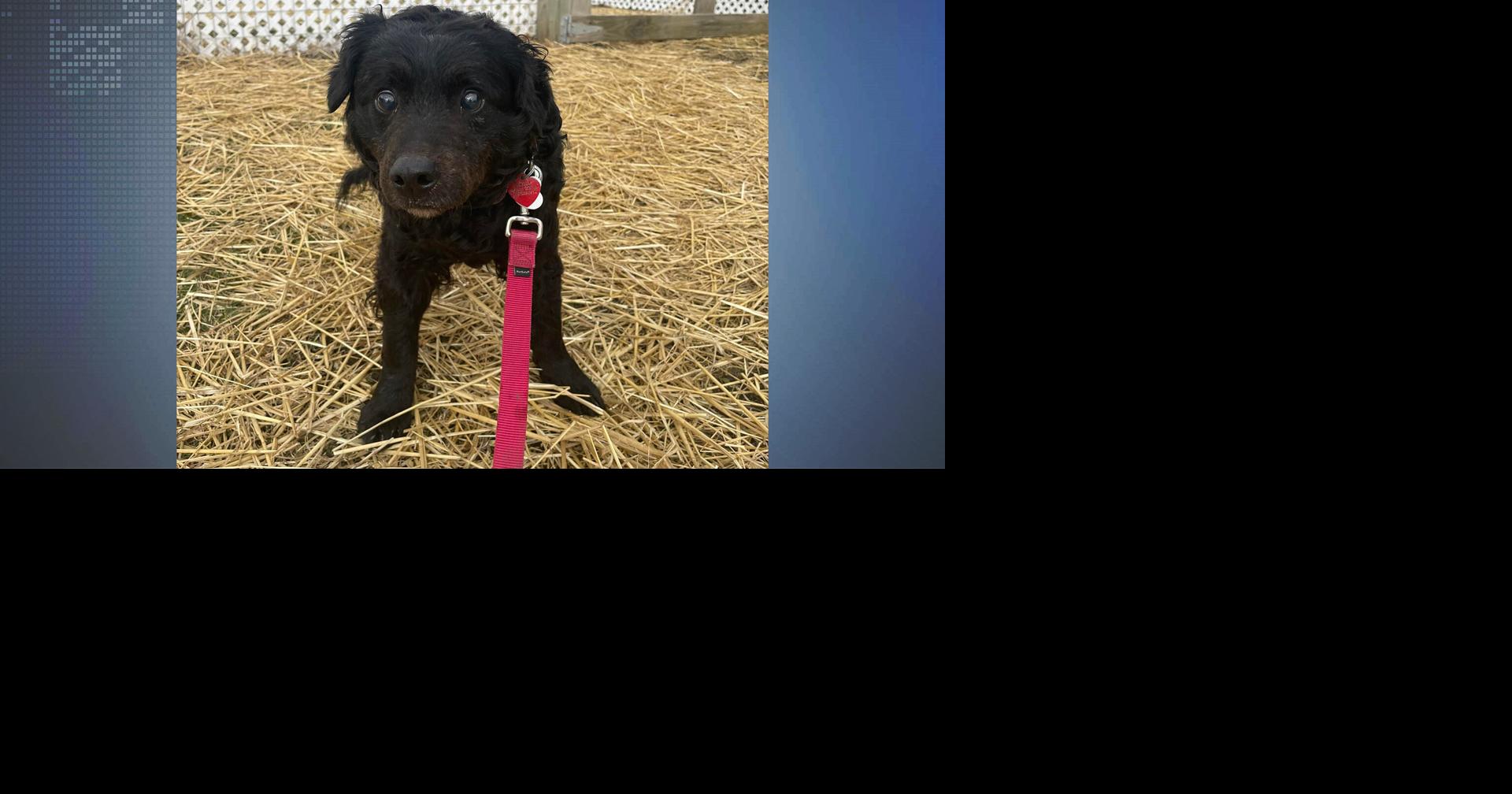 Community members and young rodeo champion come together to rescue ...