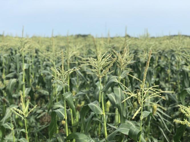 Sweet corn is back after frustrating weather challenges Iowa farmers ...