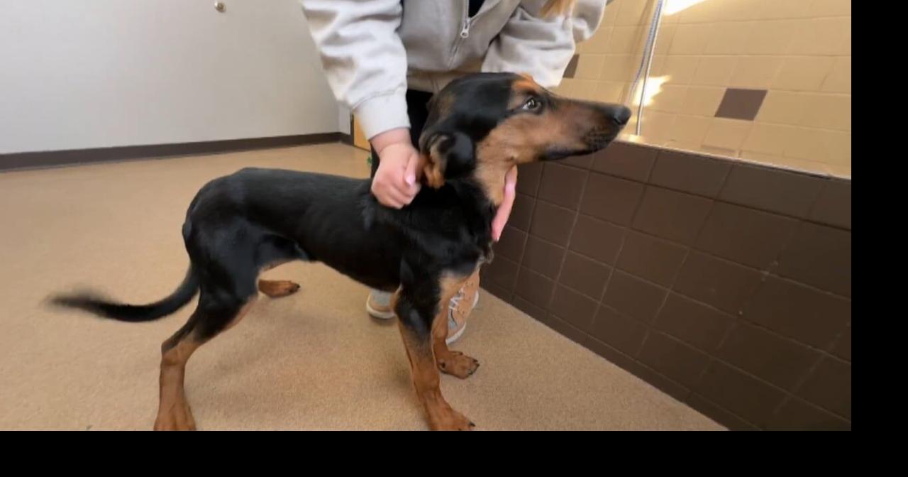 Meet Flora: Cedar Bend's playful pup seeks a forever family | News ...