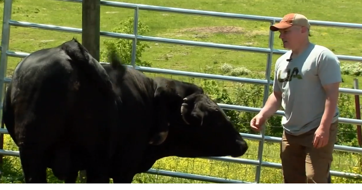 The curious case of Angus the bull | News | kwwl.com