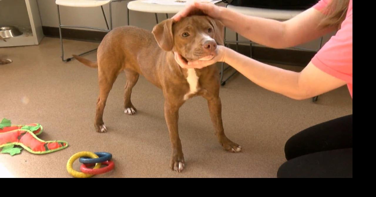 PETS OF THE WEEK: Meet Reggie, Pancake, and Basil! | Video | kwwl.com