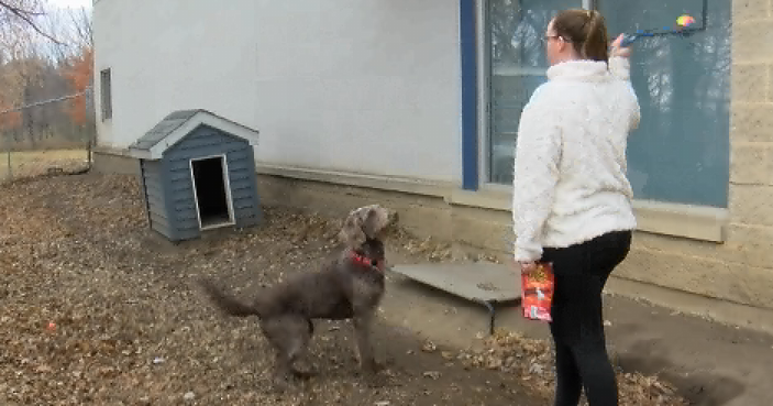 Meet Muttley: Cedar Bend's playful pup seeks a forever home | News ...