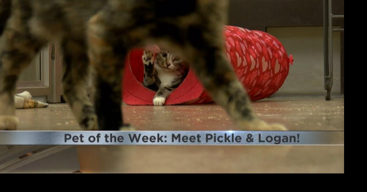 Pets of the Week: Meet Pickle and Logan! | Waterloo | kwwl.com