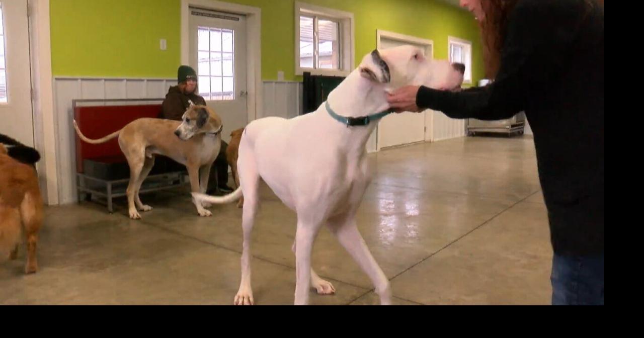 Deaf Great Dane from Cedar Falls vies for America's Favorite Pet ...