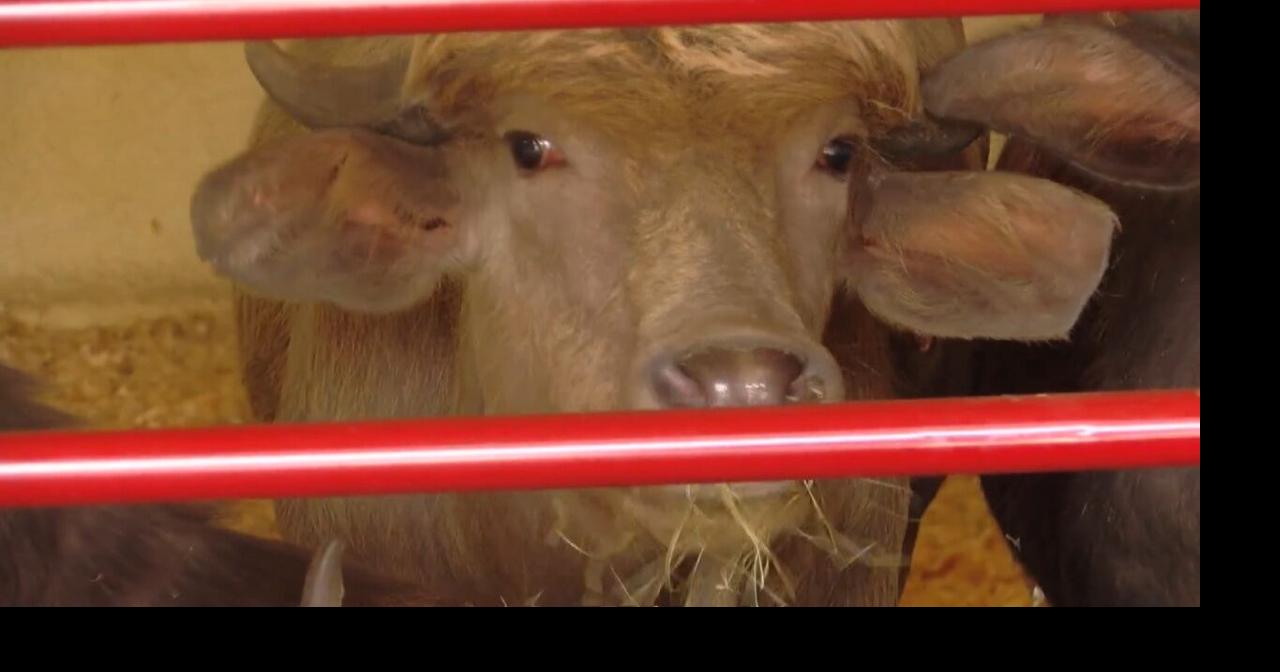 Phill the Water Buffalo settling in at his new home, the Iowa Farm ...