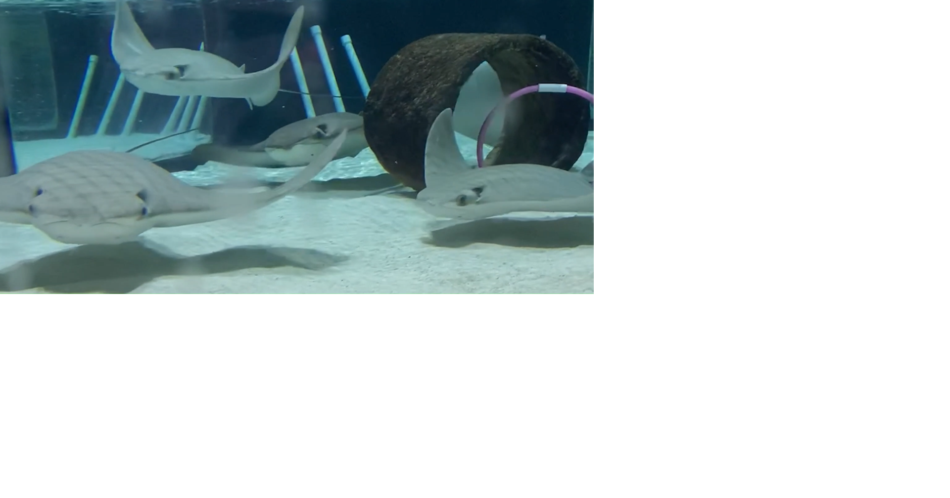 New stingrays arrive at the Dubuque National Mississippi River Museum ...