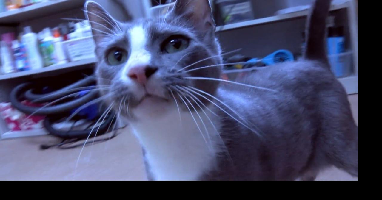 Meet Herbert: Cedar Bend’s lovable lap cat, ready for a new holiday home | Video | kwwl.com