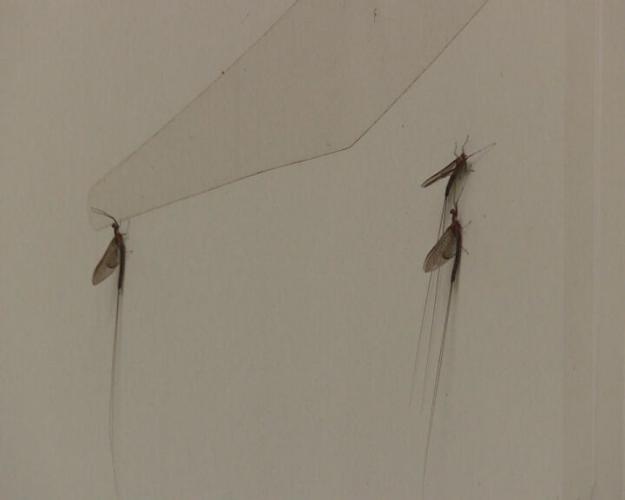 Mayflies emerge from Mississippi River in Dubuque | Dubuque | kwwl.com