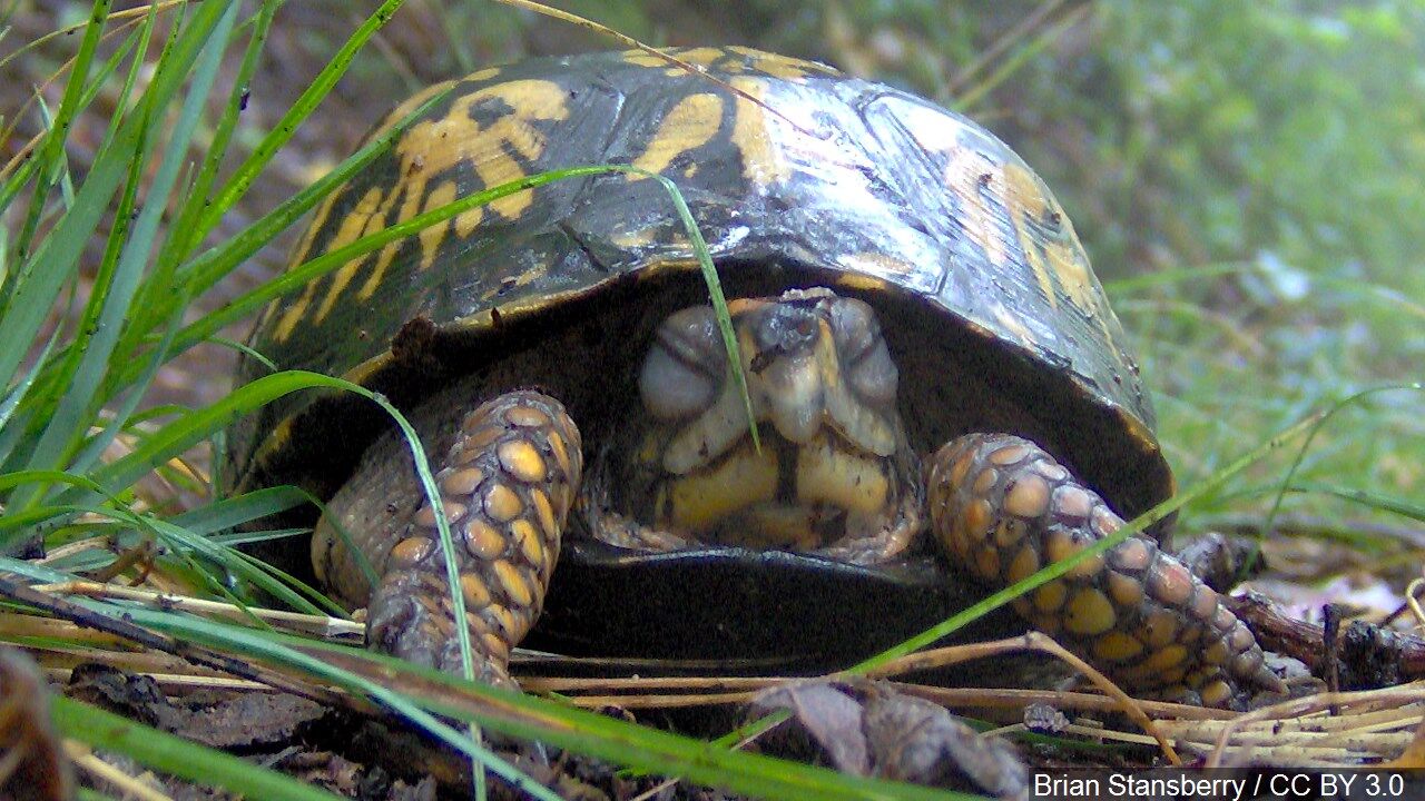 Flying Turtle Deal With It