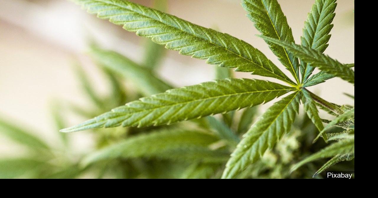 Push to legalize cannabis in Iowa is gaining traction at the State ...