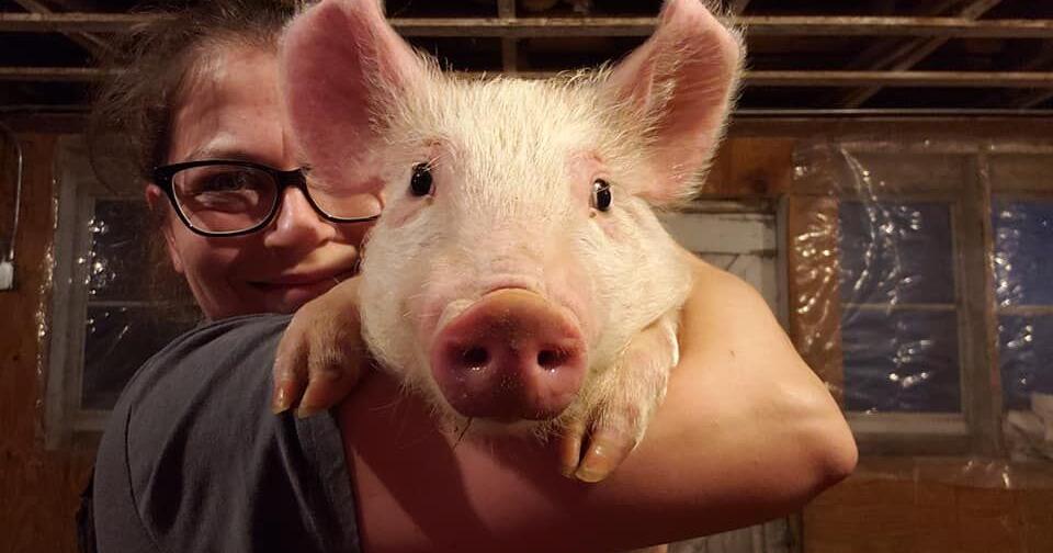 “Faith the Miracle Piglet” is only survivor when 1,000 others die in ...