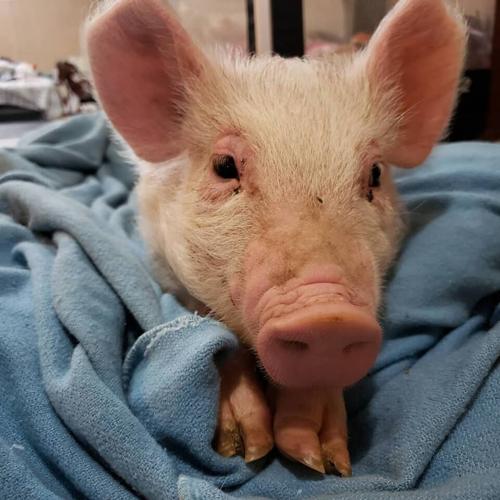 “Faith the Miracle Piglet” is only survivor when 1,000 others die in ...