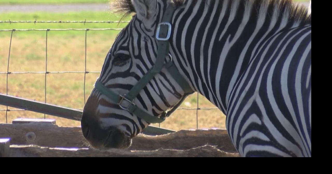 Red Rock Farms 'Fall Fest' puts a twist on fall activities; owning ...