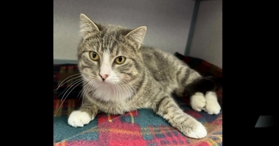 Meet Pimbleton: Cedar Bend's curious cat needs a forever home | News ...