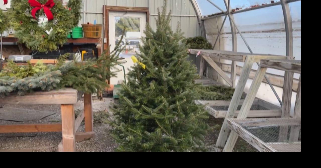 Meyers Nursery in Waterloo keeps Christmas tree tradition alive | Video ...
