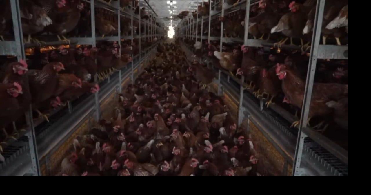 Egg prices skyrocket as Bird Flu persists | News | kwwl.com