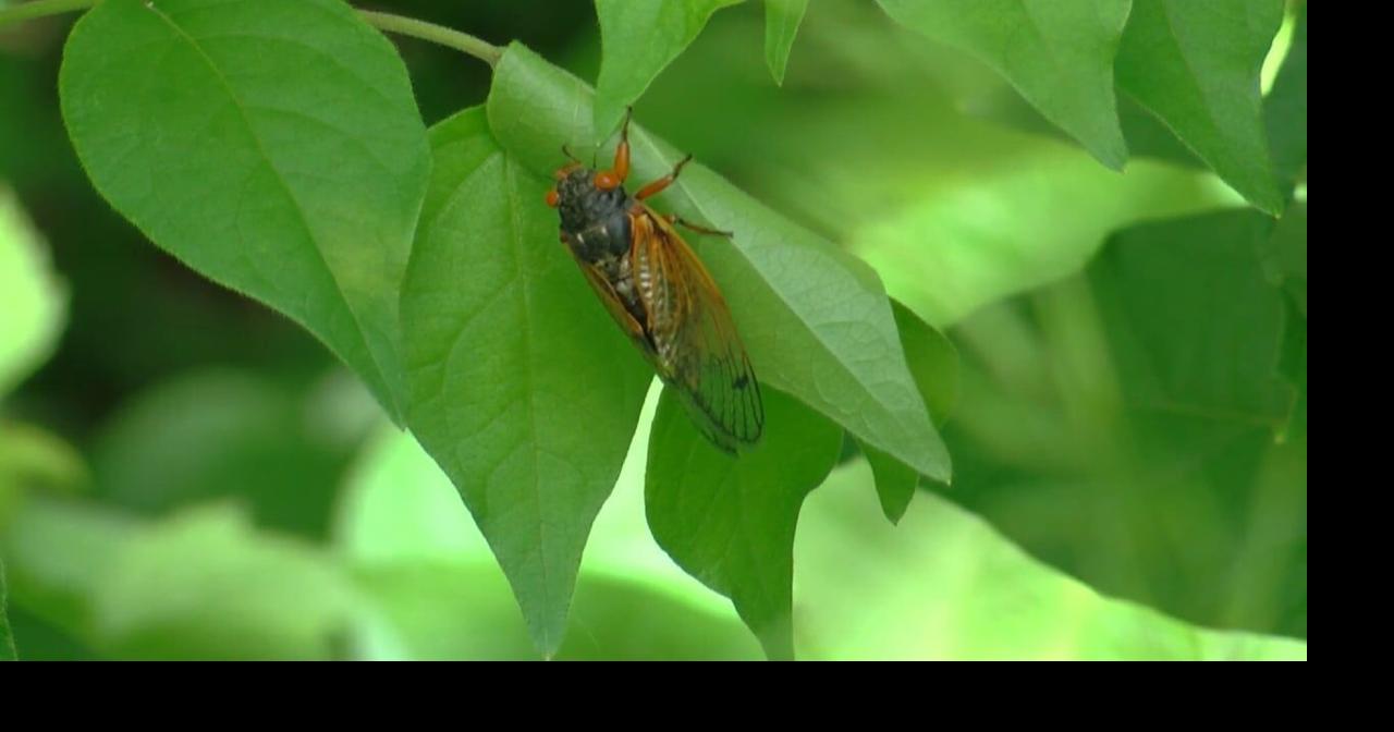 Cicadas begin to emerge across Eastern Iowa | Top Stories | kwwl.com