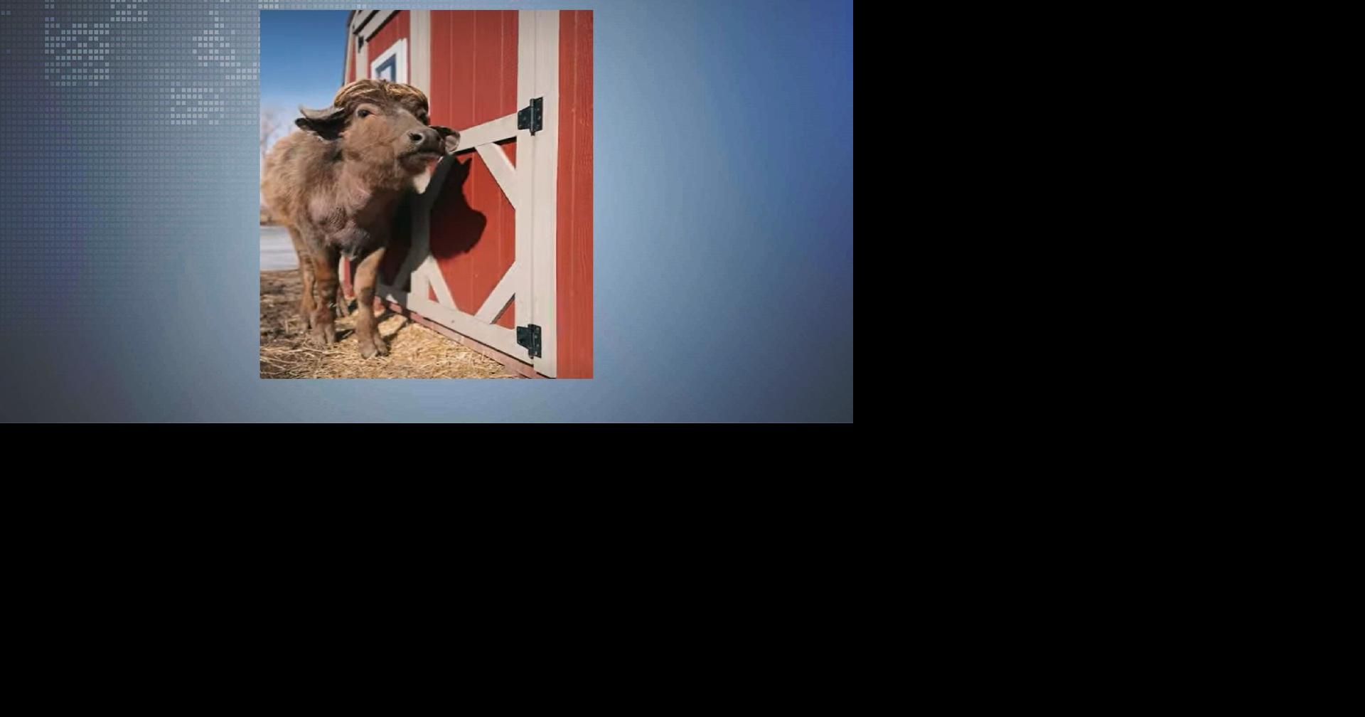 Phill the Water Buffalo has died, Iowa Farm Sanctuary says | Iowa ...