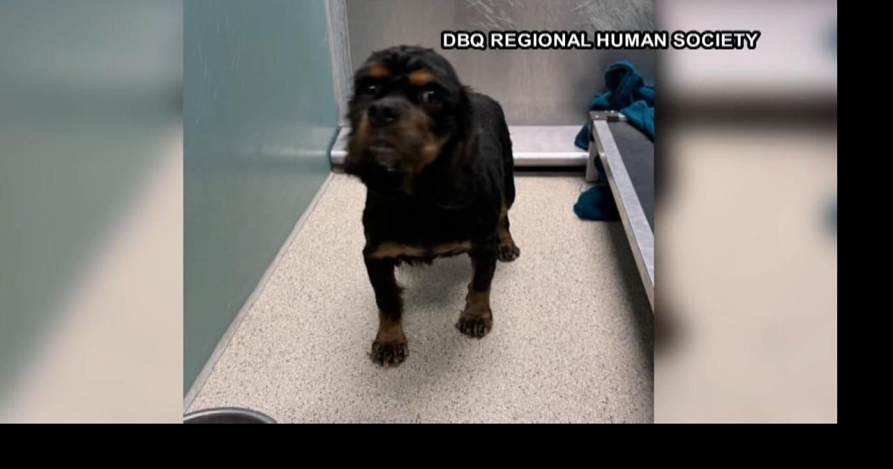 Dubuque Regional Humane Society Caring For Animals Removed From ...