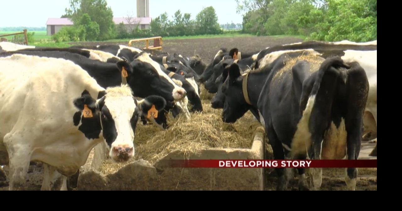 Local Expert weighs in on new Bird Flu cases in dairy herds | News ...
