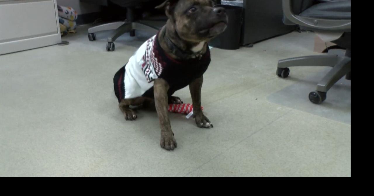 PET OF THE WEEK: Meet Nick! | Pets | kwwl.com